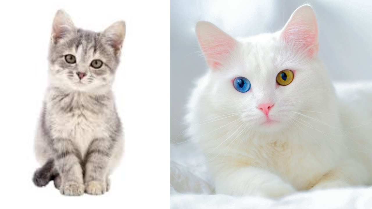 Funny cat dancing ,The best Funny Playing Cats and Dancing Kittens ...