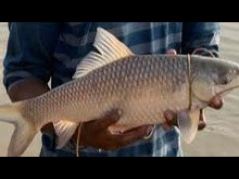 HOW TO CATCH ROHU# CARP FISH# SEELAVATHI # VILLAGE FISHING ...