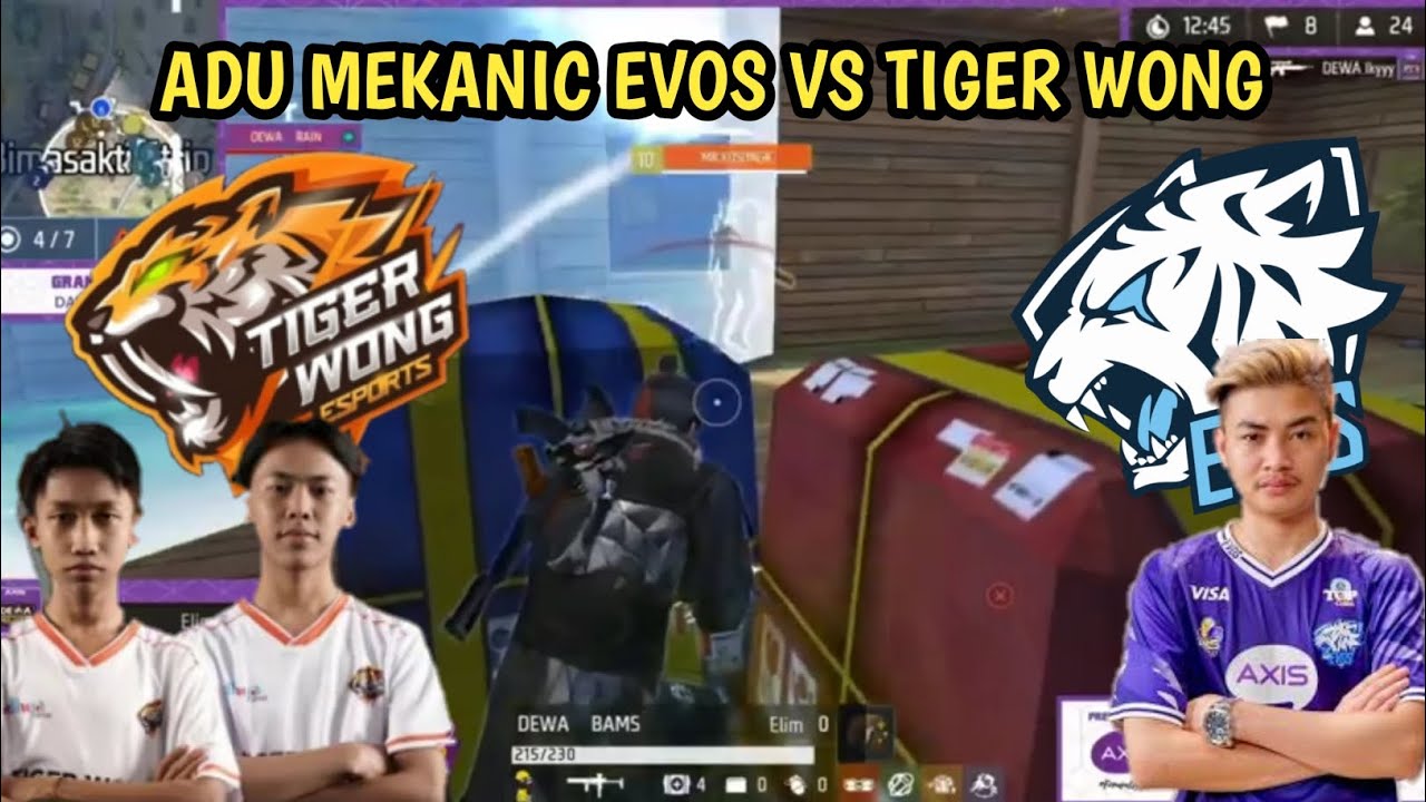 PERTARUNGAN EVOS VS TIGER WONG ESPORT 😱 Kucing putih vs kucing oranye 😱 ...