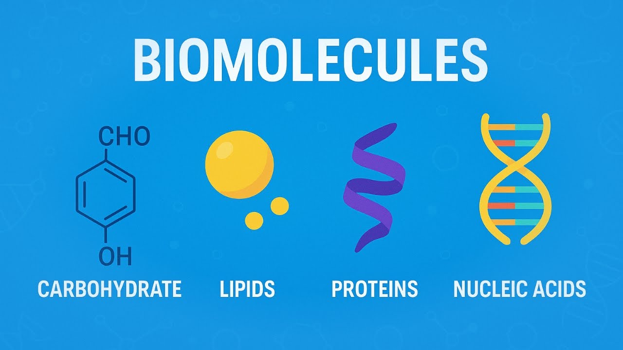 Biomolecules Made Easy | Carbs, Proteins, Lipids & DNA Explained ...