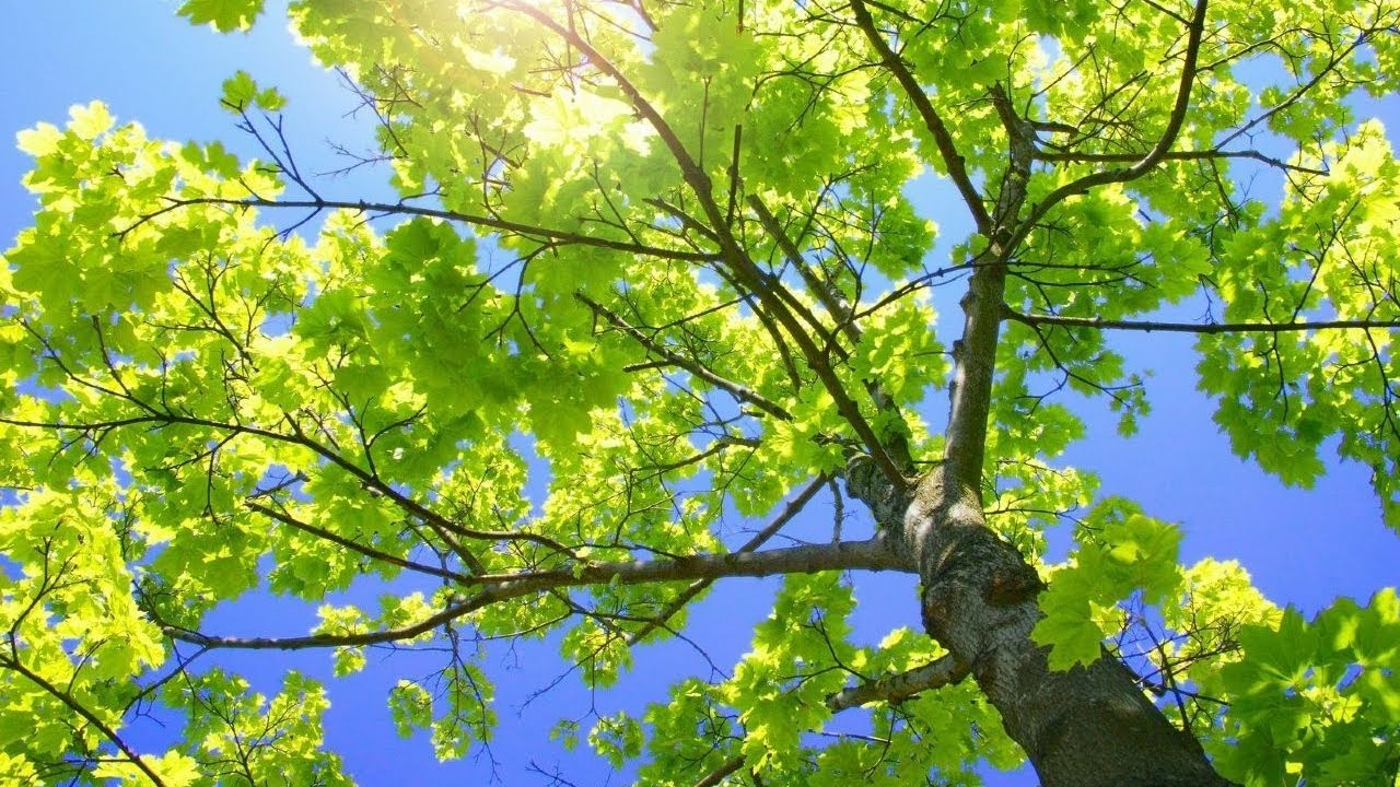 Tree Simulator 2013 Gameplay - YouTube