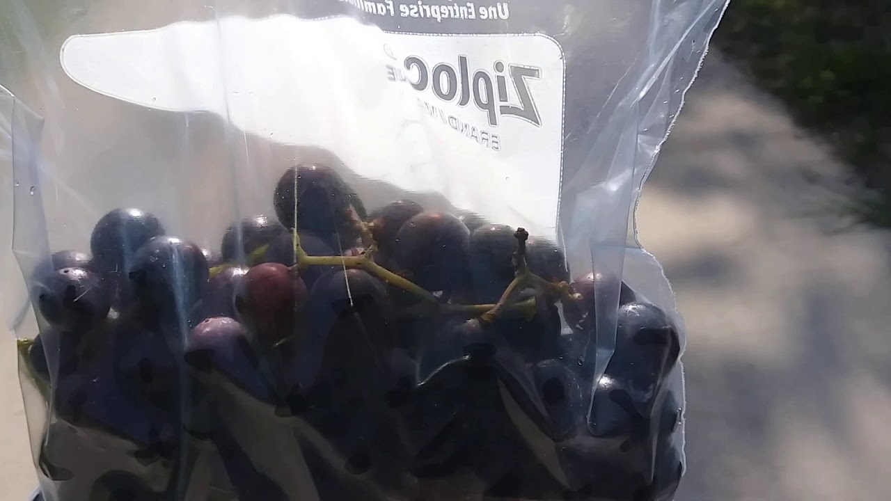 Sabia que habia uvas playeras🍇 - YouTube