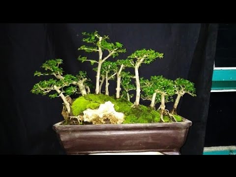 Sisa potongan Sancang jadi bonsai grouping yg istimewa - YouTube