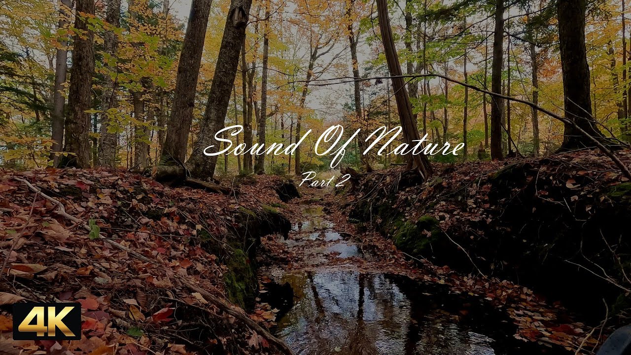 Peaceful Autumn Forest & Gentle Stream Sounds | 4K Nature Relaxation ...