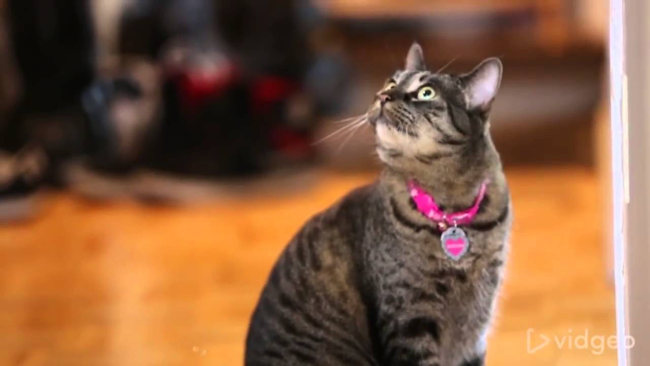 Talented kitty Cat Burps, Belches & Blows Bubbles - YouTube
