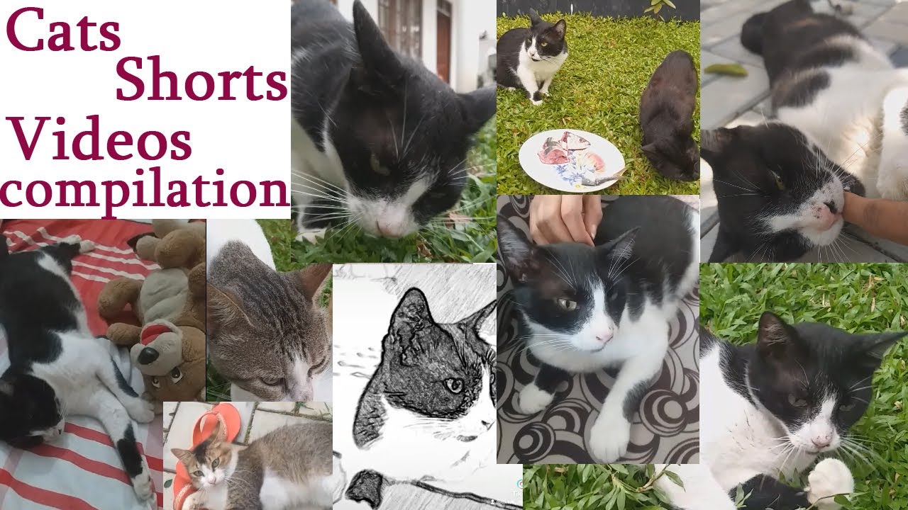 Cats Shorts Videos Compilation - YouTube