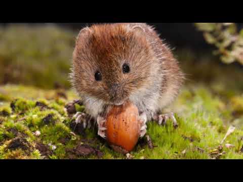 Vole Vs  Mouse Nature's Mighty Showdown