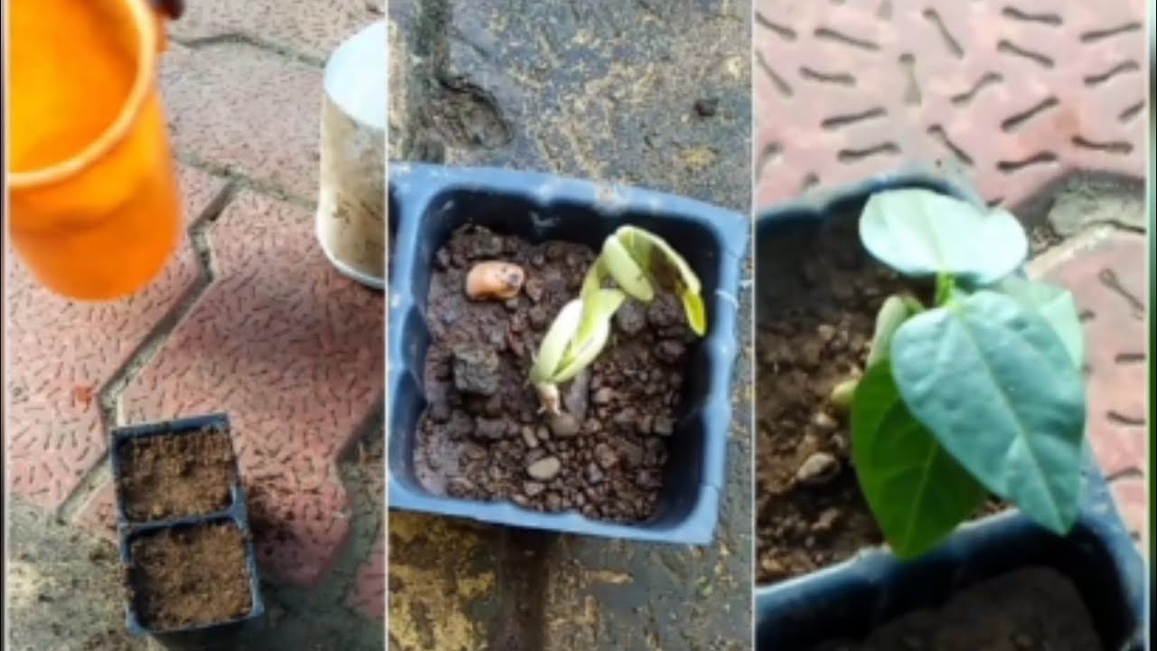Chari plant gardening my home - YouTube