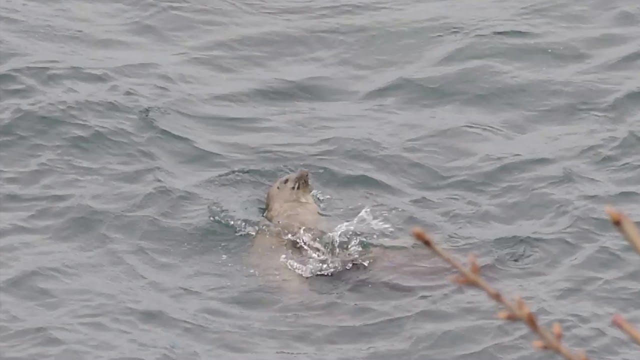 Seal Dance - YouTube