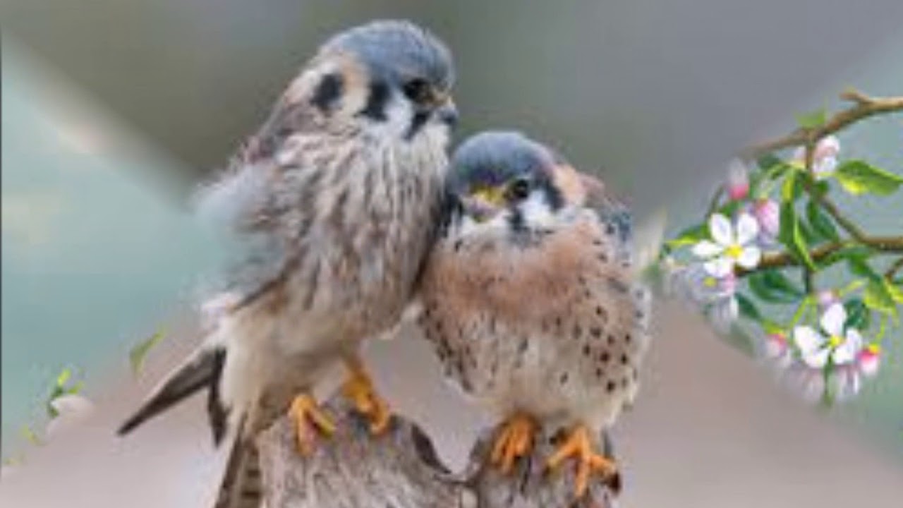 "TWO LITTLE BIRDS" Original song by Shirley Malcolm Sheppard - YouTube