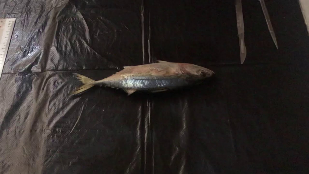 Dissecting a fish (Indian Mackerel) S55744 - YouTube