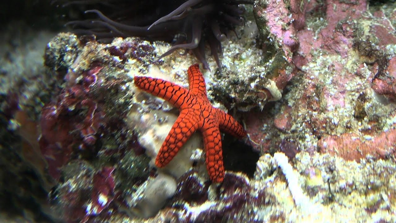 Fromia indica Indian starfish - YouTube