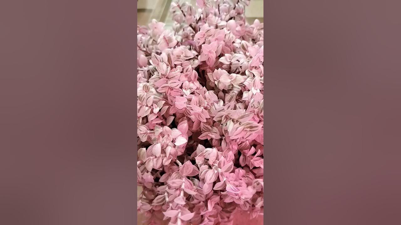 🌿Розовая коллизия/Маленькая красотка🌿 - YouTube