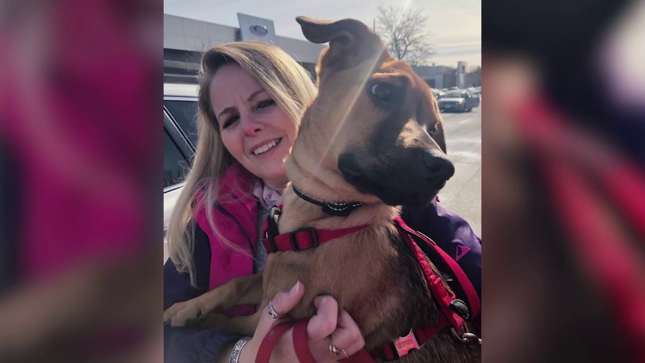 More Love Pet Event: Rescue Tales - YouTube