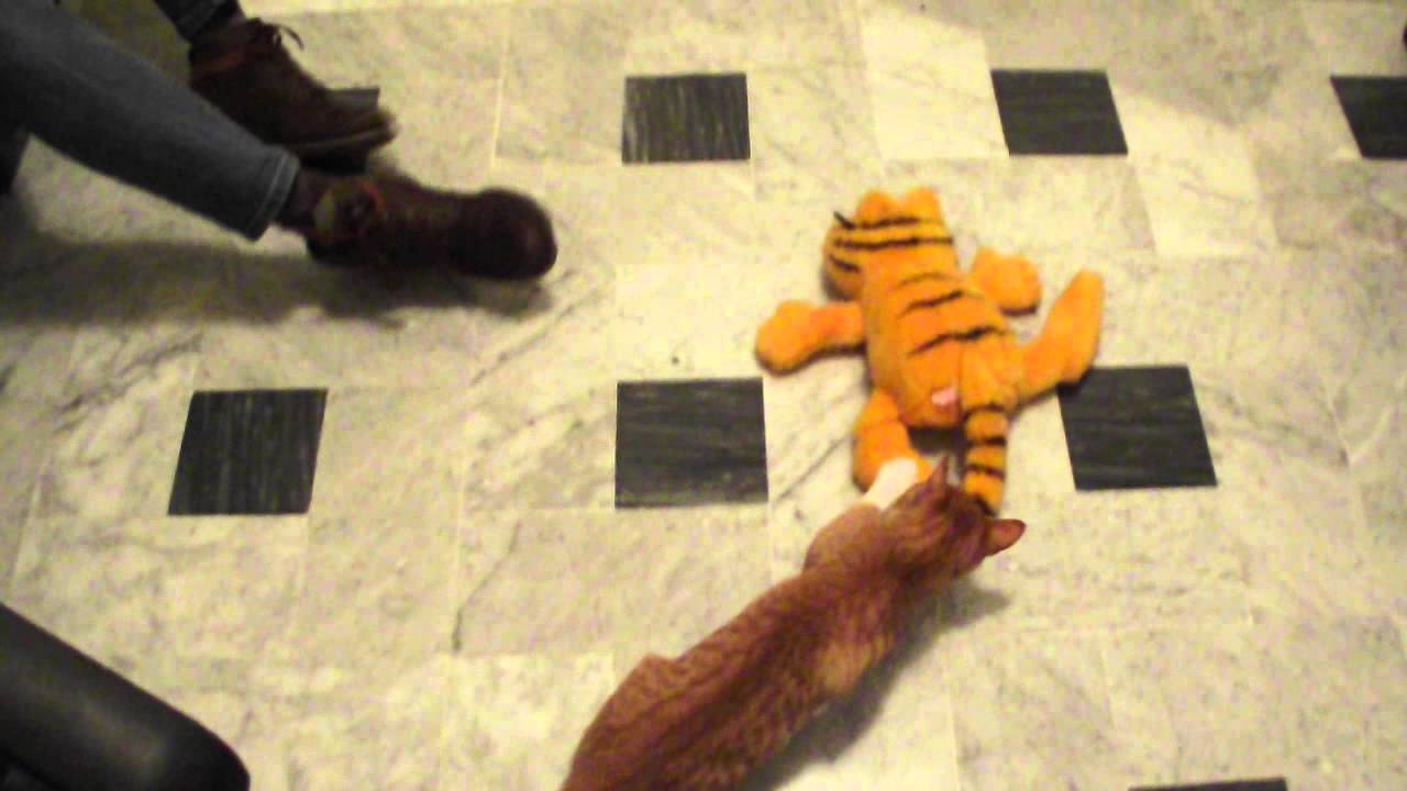 Clicquot plays fetch with Garfield stuffed toy - YouTube
