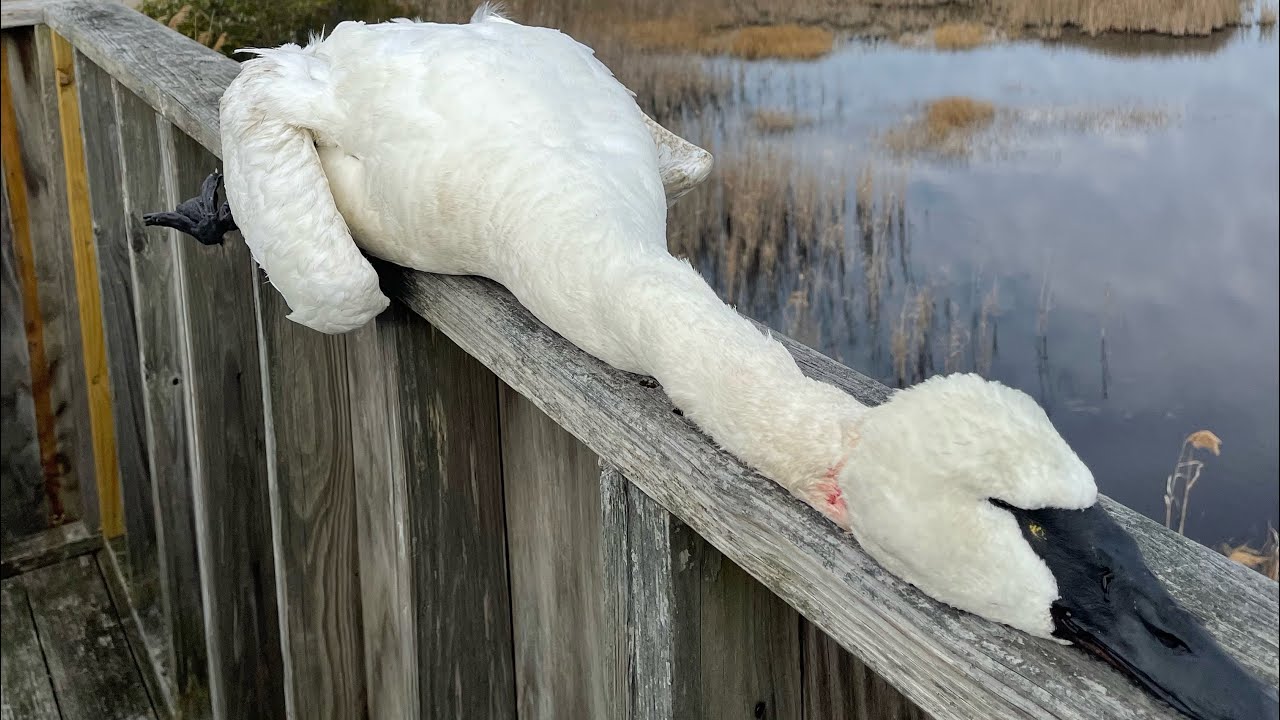 Tundra Swan 🦢 hunting - YouTube