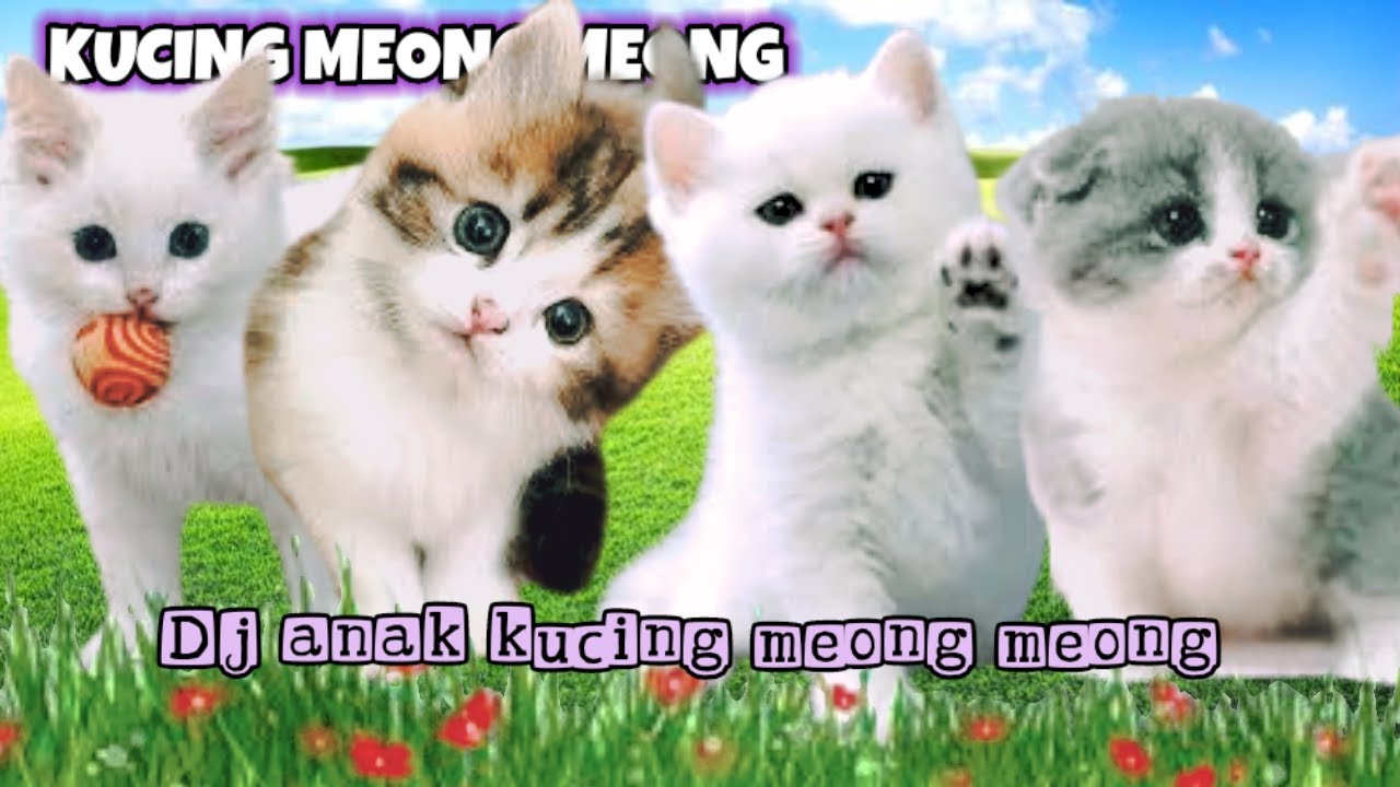Kucing meong meong || gemoy lincah lucu || lagu anak kucing meong meong ...