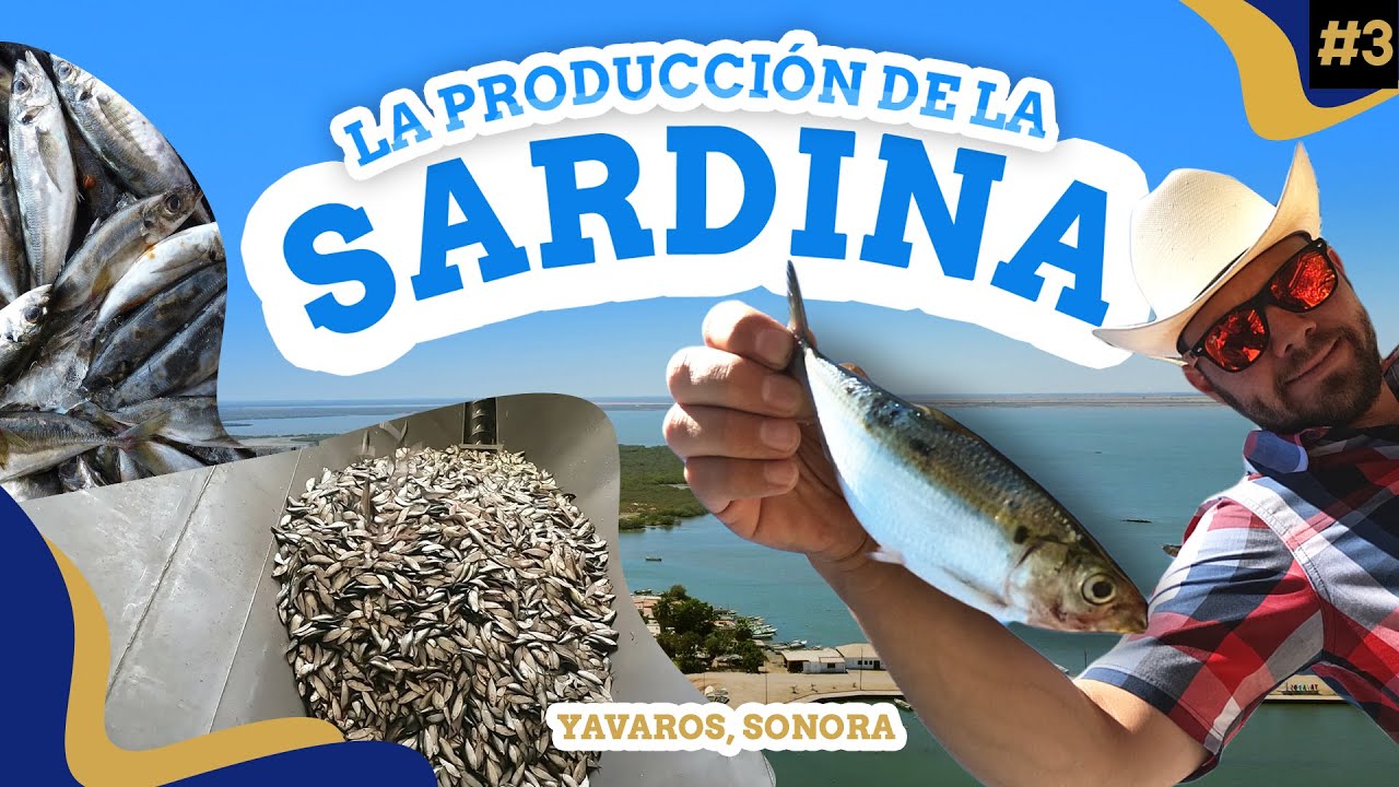La SARDINA y su producción en YAVAROS, SONORA 🐟 | El Sur de Sonora #3 - YouTube