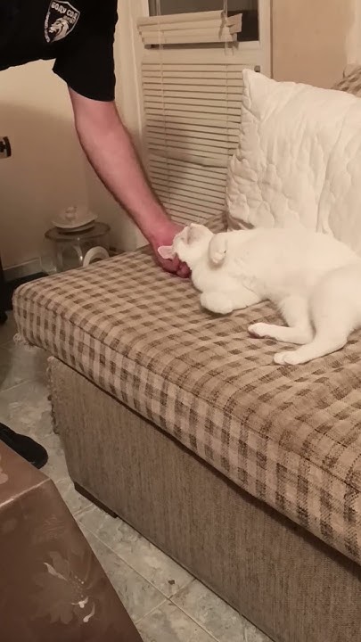 the cat wants attention #shorts - YouTube