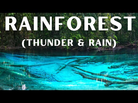 fall asleep in a rainforest | dark screen 8 hours | rainforest (rain) | sleep & relax #rainsounds