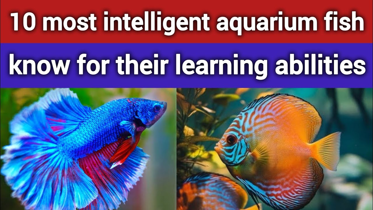 top 10 best fish for aquarium - YouTube