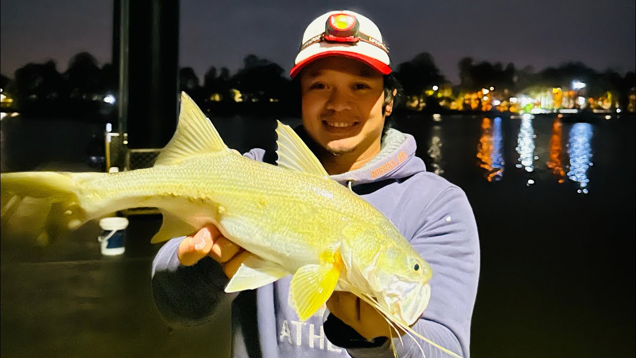 Fitzroy River prawn season | threadfin salmon | blue Salmon | nag baha ...