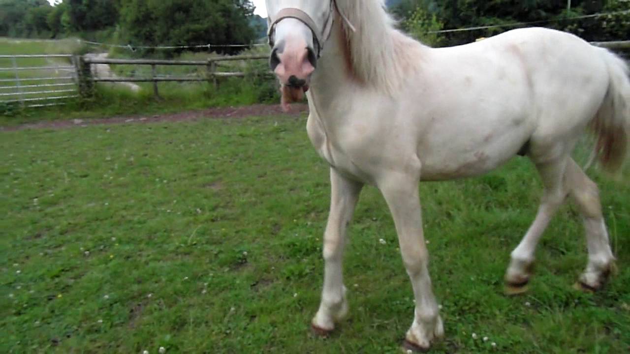 palimino gelding 1yo, happy chappy - YouTube