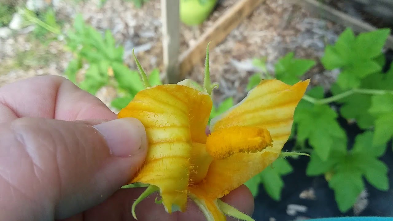 Hand Pollinating Pumpkins - YouTube