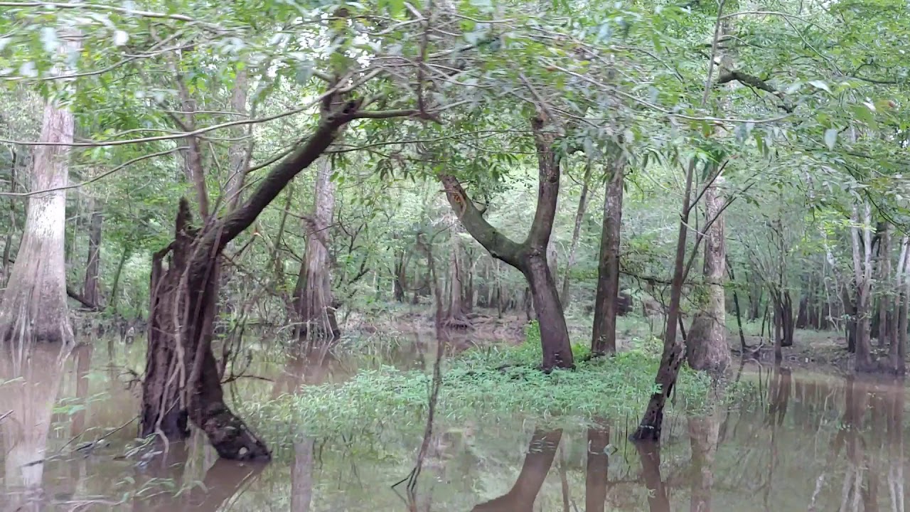 Boat ride through the Cypress swamp - YouTube