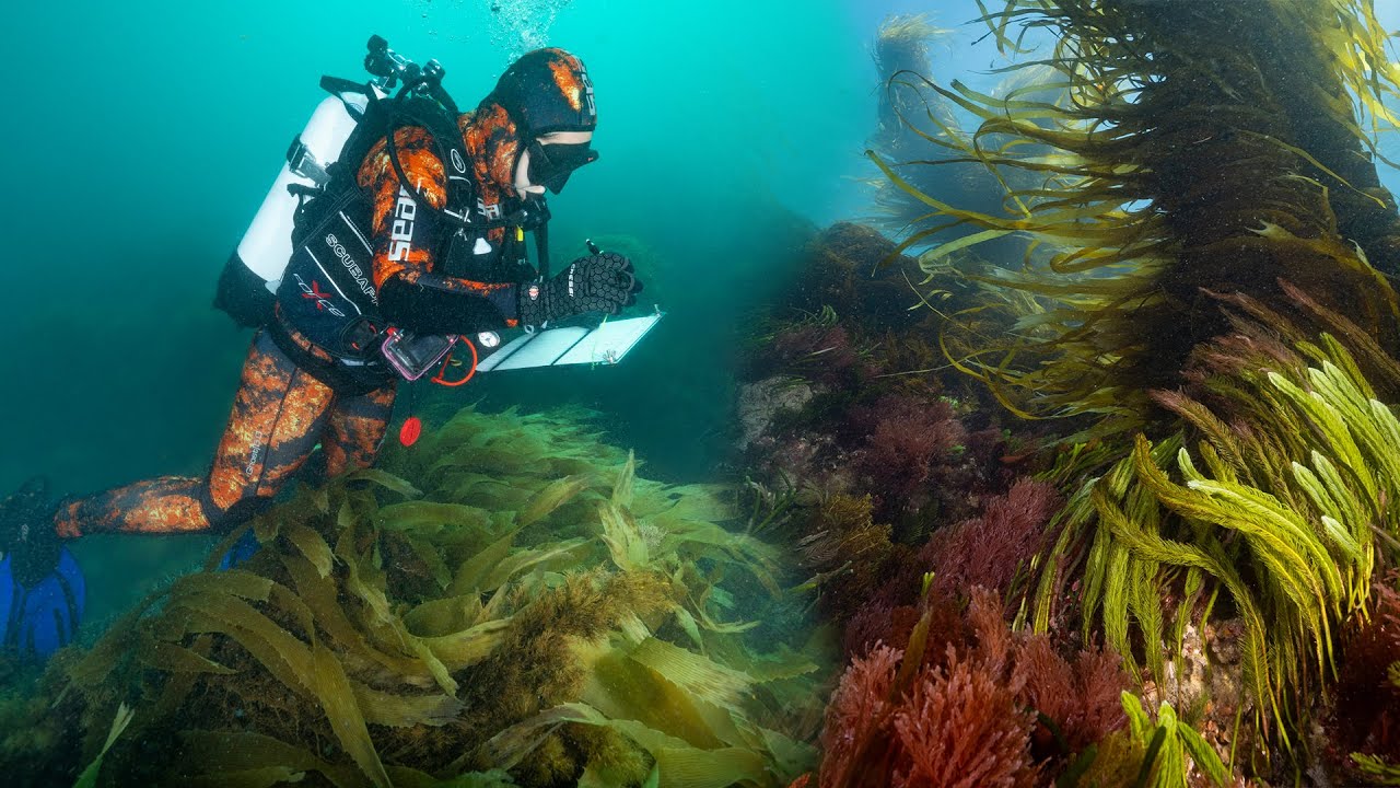 Deep Insights: Diving Australia's kelp forests - Scott Bennett reflects ...