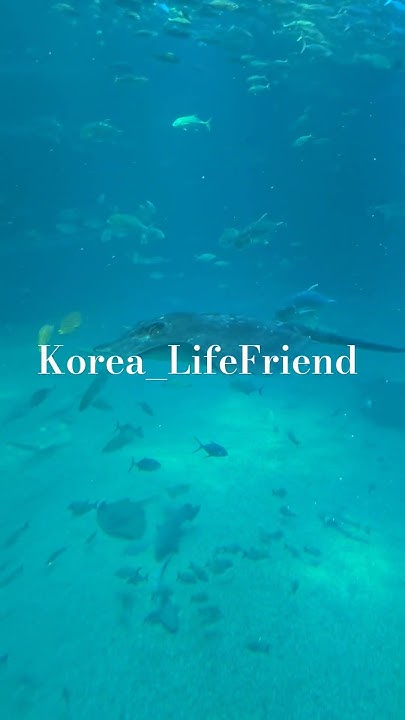당신의 꿈을 응원합니다. 당신도 이뤄낼 수 있습니다. #korea_lifefriend - YouTube