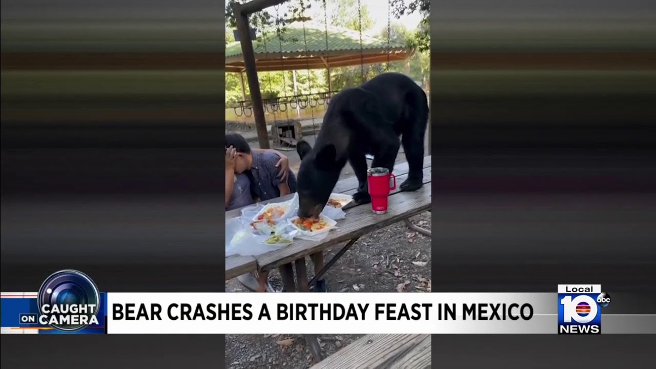 Bear jumps on picnic table while a mother and son were having lunch ...