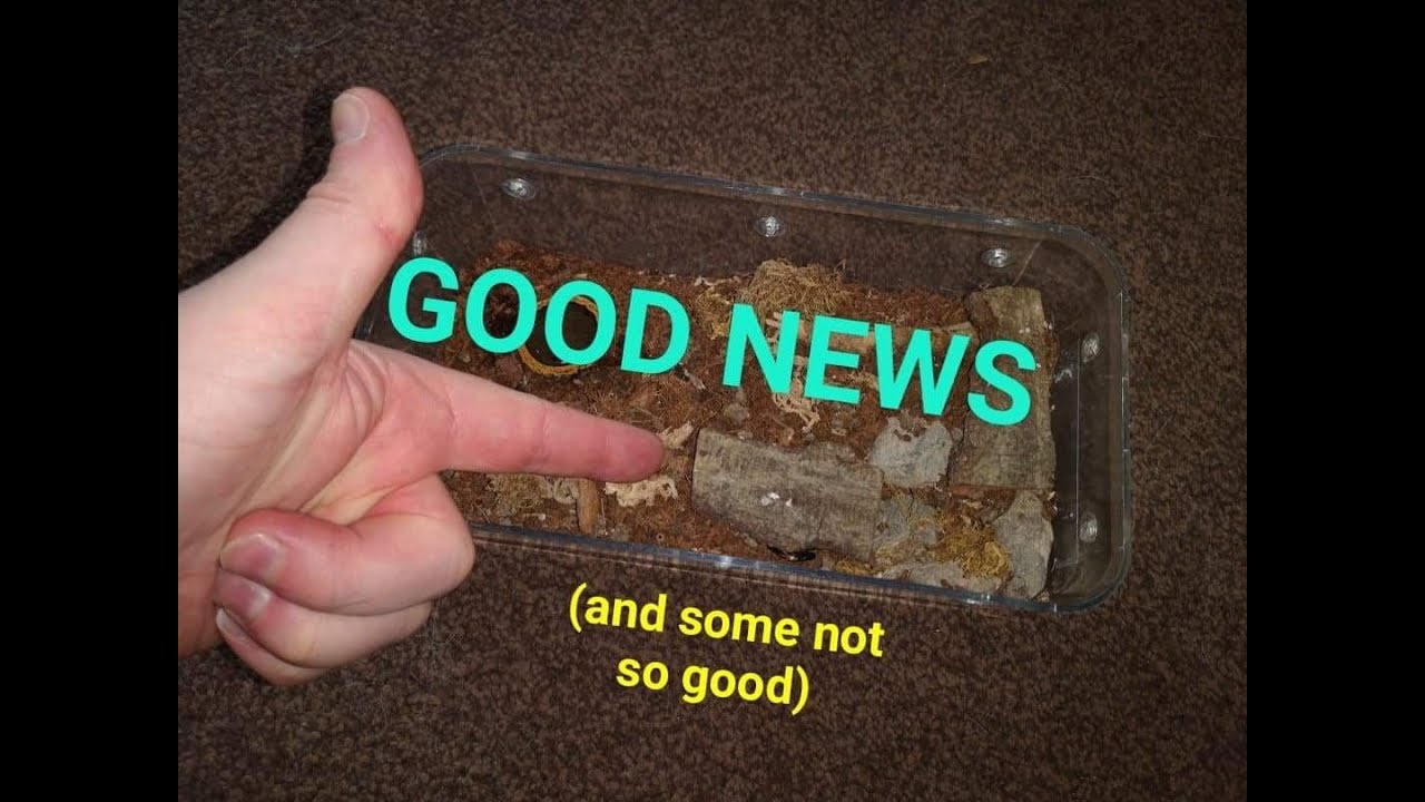 GOOD NEWS (and some not so good) - YouTube