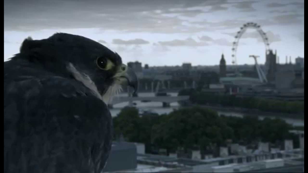 Peregrine Falcon: The Ultimate Airborne Predator - YouTube