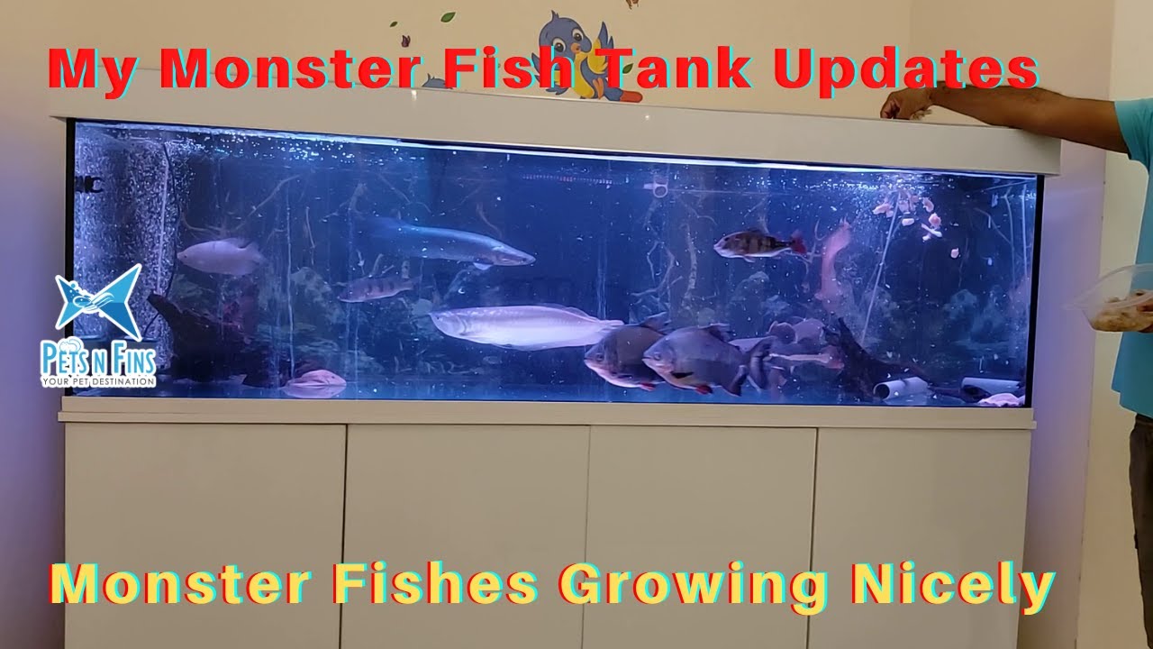 My Monster Fish Tank updates - YouTube