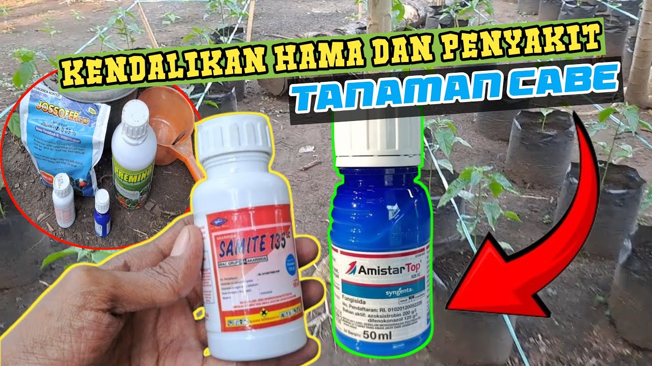 PENGENDALIAN HAMA DAN PENYAKIT PADA CABAI - YouTube