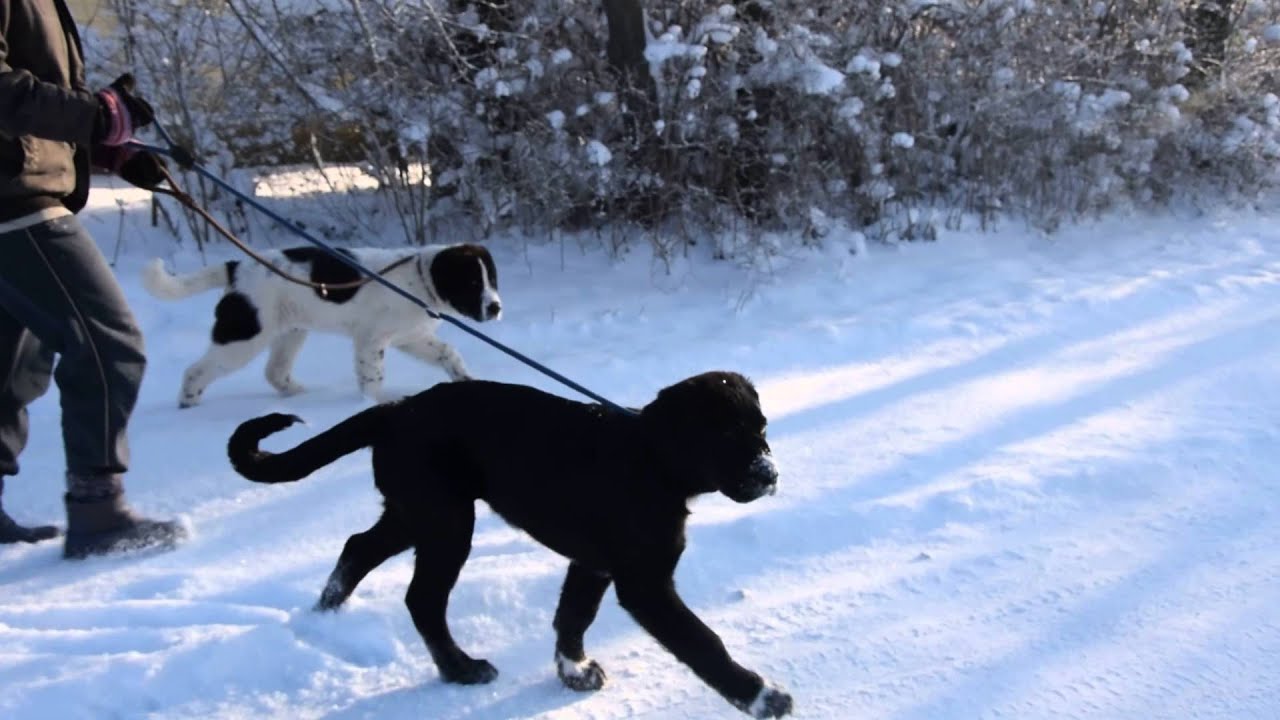 Tahyr Turpal Gruodas and Talgar Gruodas 3,5 months - YouTube
