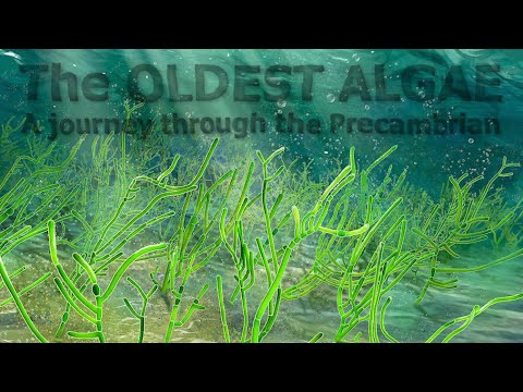 THE OLDEST ALGAE - A Journey through the Precambrian - YouTube