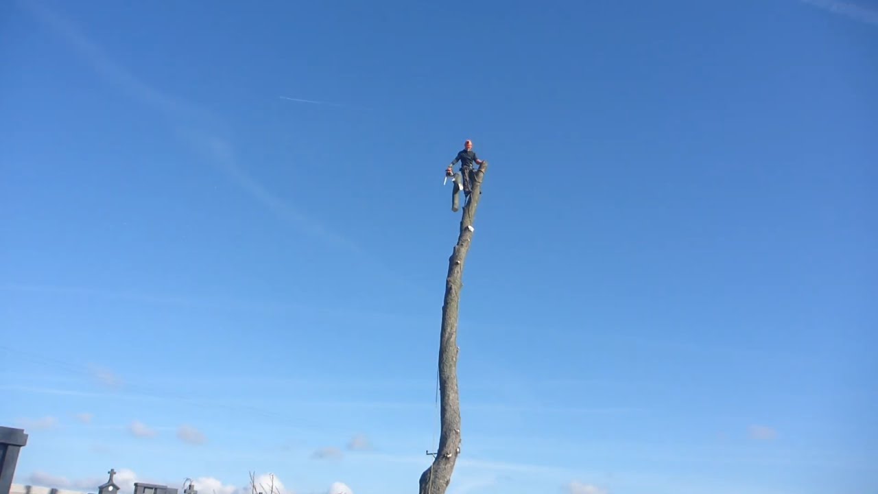 Dangerous tree removal skills - compilation - tree cutting - tree ...