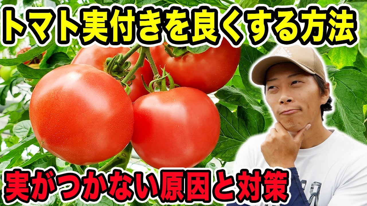 トマトの実がつかない!?原因と対策 実付きを良くする方法 - YouTube