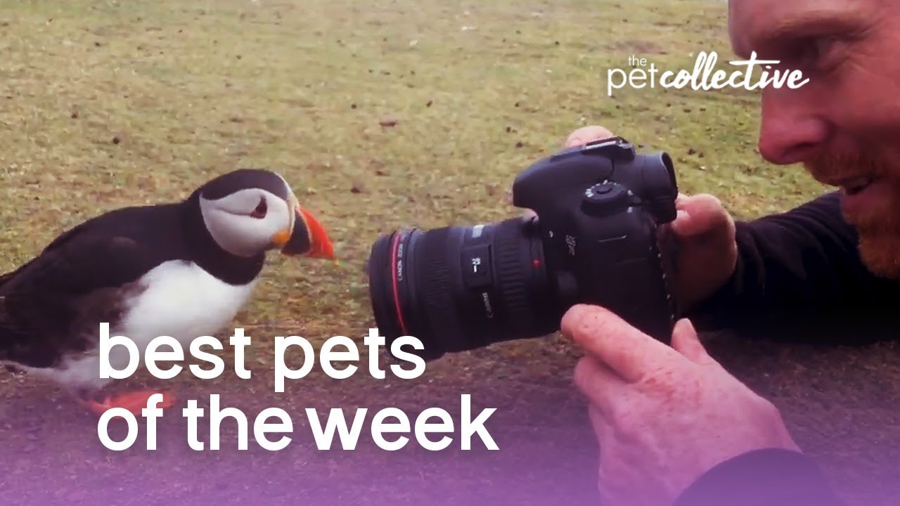 Best Pets of the Week - THE PERFECT PUFFIN | The Pet Collective - YouTube