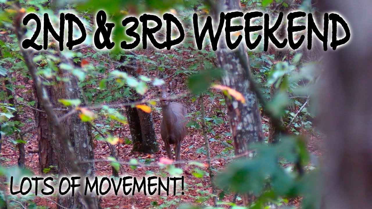2nd & 3rd weekend | Lots of movement - YouTube
