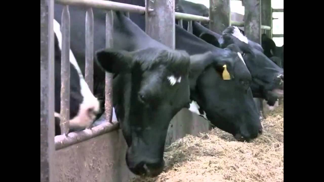 Diversity of farming systems: How are cows milked? - YouTube