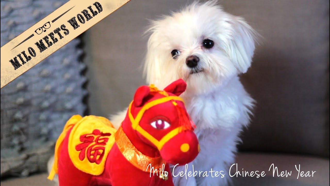 Milo Celebrates Chinese (Lunar) New Year - YouTube