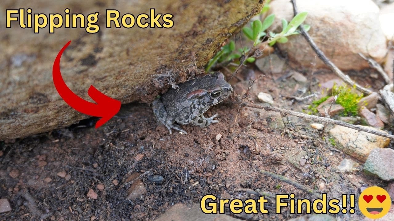 Flipping Rocks Reveals Surprising Wildlife! Episode 3 - YouTube