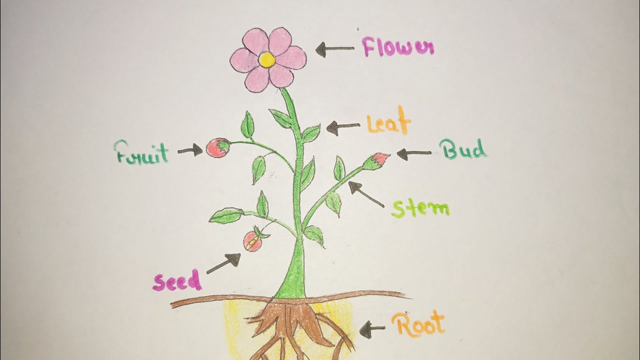 Easy way to draw parts of plant | How to draw parts of plant - YouTube