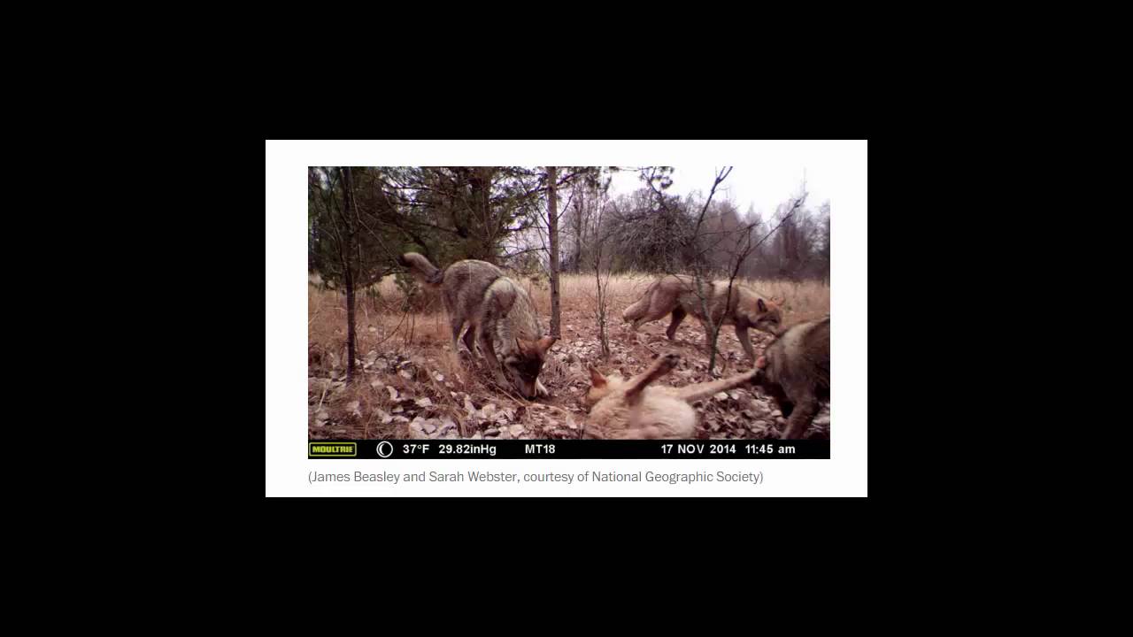 [ News Of The Day ]30 years after Chernobyl disaster, camera study ...