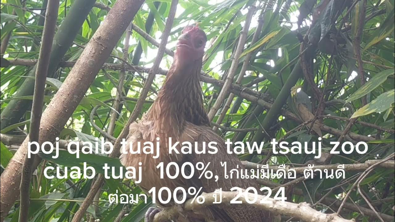 Poj qaib tsauj cuab tuaj zoo, ไก่แม่ต้านต่อมา100% - YouTube