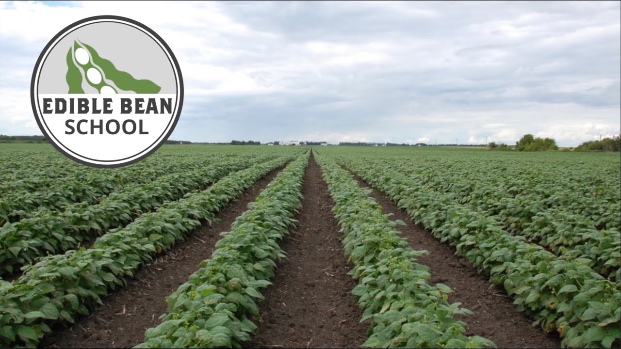 Edible Bean School: Weed control strategies for top yields - YouTube