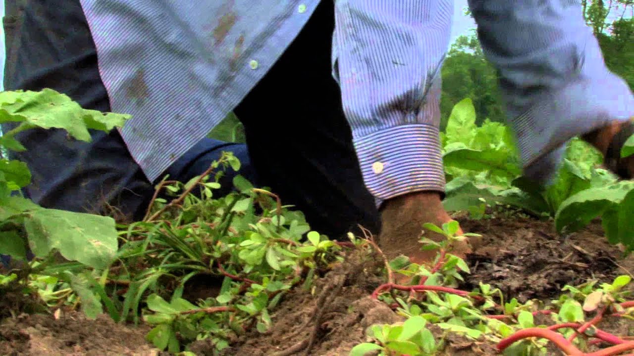 Small Farm Rising Educational Video Weeding - YouTube